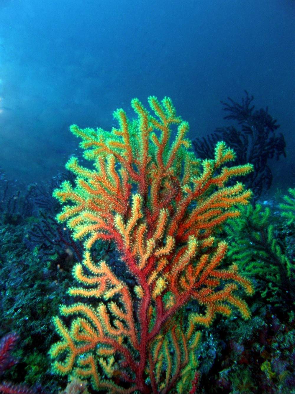 Gorgonia roja - EcuRed