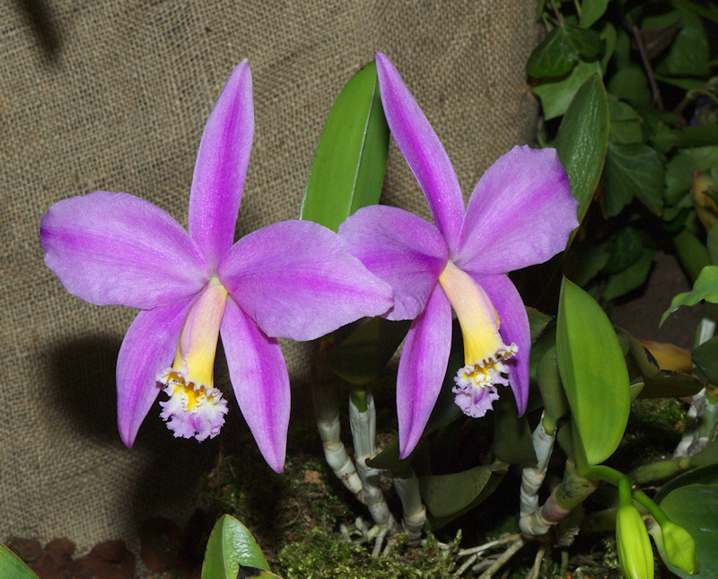 Laelia jongheana - EcuRed