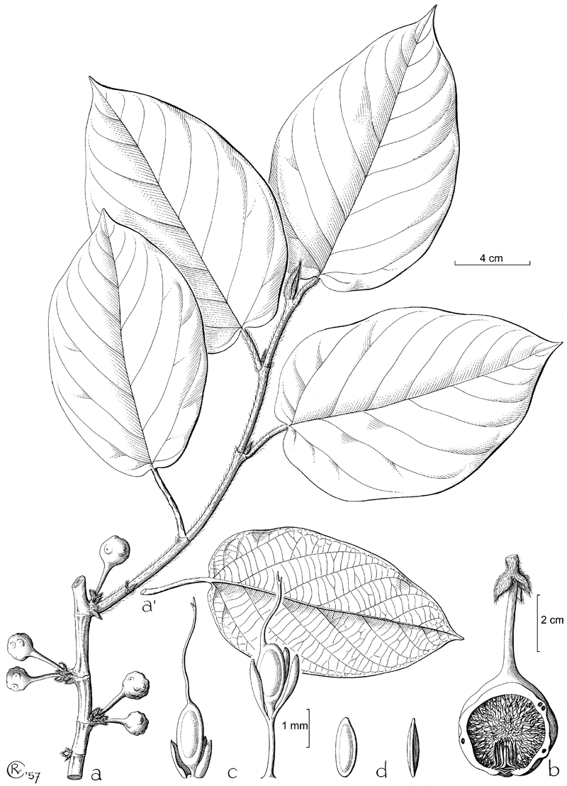 Ficus camptandra - EcuRed