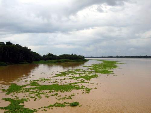 Río Purus - EcuRed