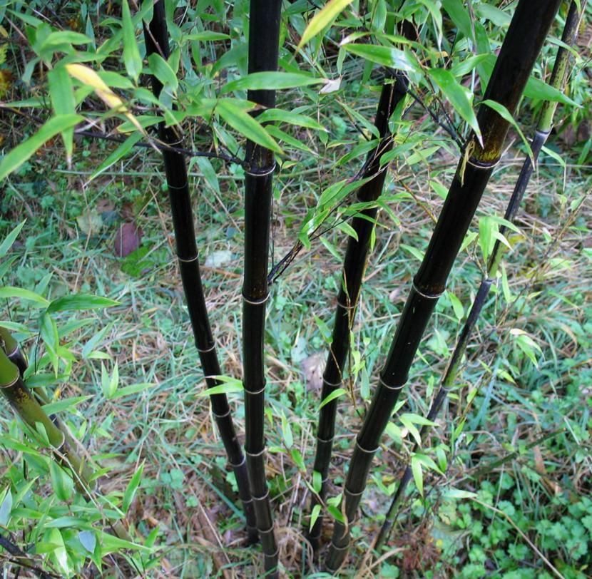 Phyllostachys nigra - EcuRed