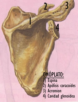 Archivo:Omoplato del cuerpo.JPG - EcuRed