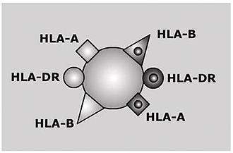 Sistema HLA - EcuRed