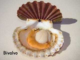 Bivalvo - EcuRed