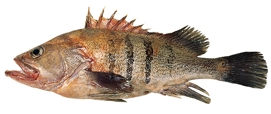 Acanthistius brasilianus - EcuRed