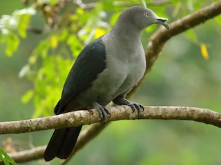 Ducula galeata - EcuRed