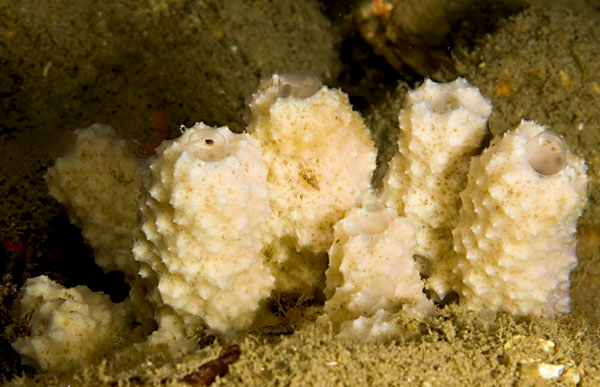 Dysidea avara - EcuRed