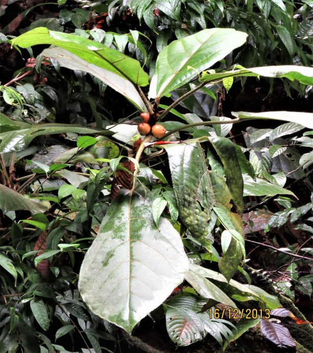 Ficus aureocordata - EcuRed