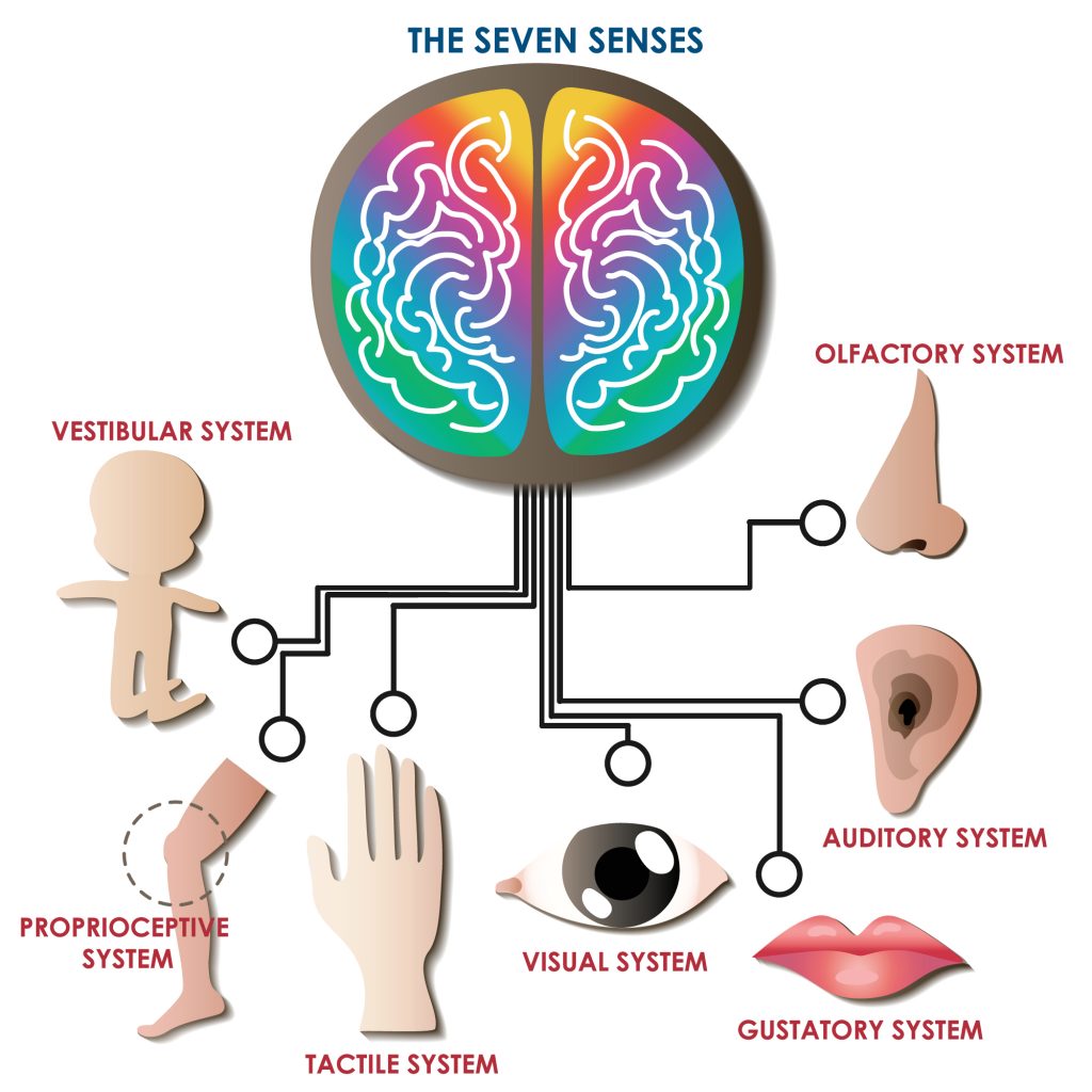 Propiocepción - EcuRed