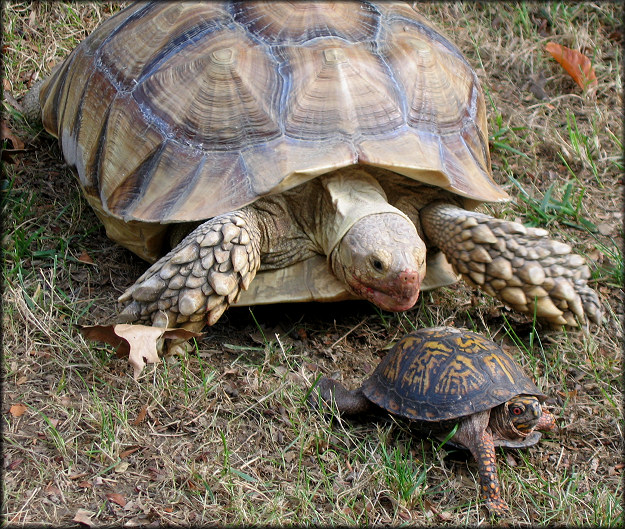 Tortuga de caja de este - EcuRed