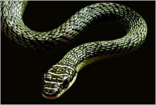 Serpiente voladora - EcuRed