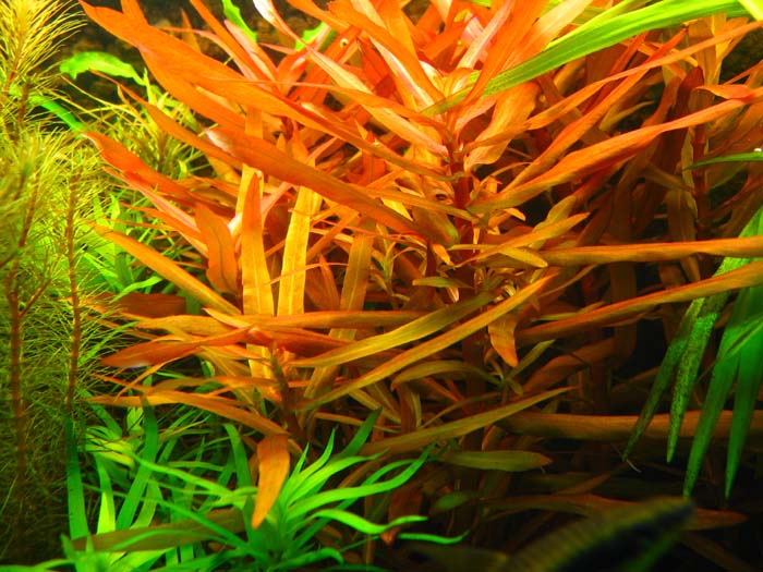 Amania roja - EcuRed