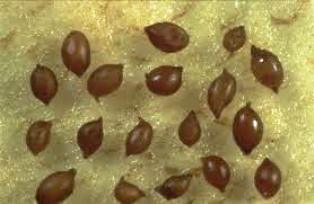 Heterodera schachtii - EcuRed