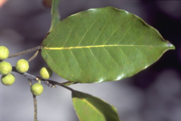 Ficus amadiensis - EcuRed