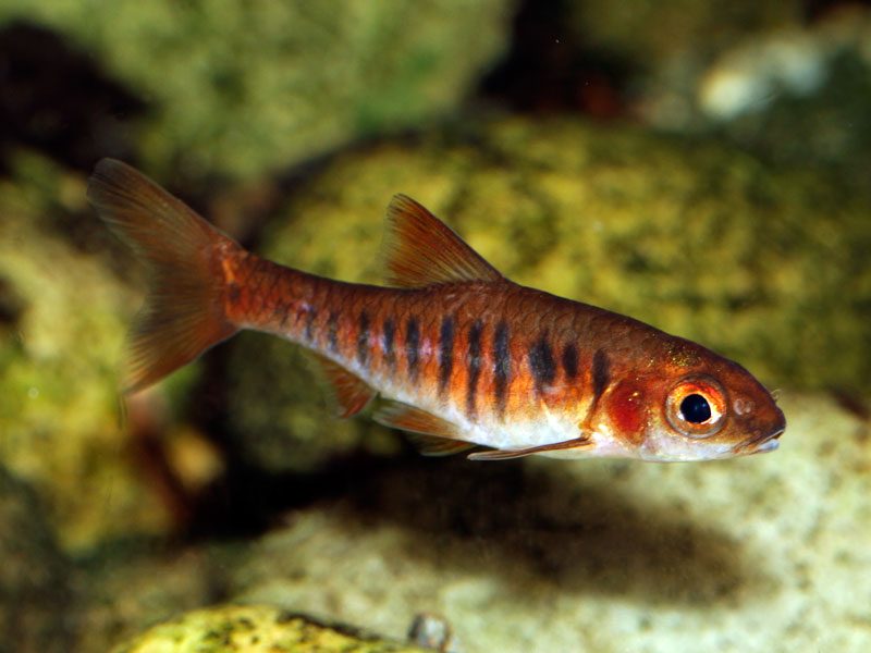 Barbus fasciolatus - EcuRed