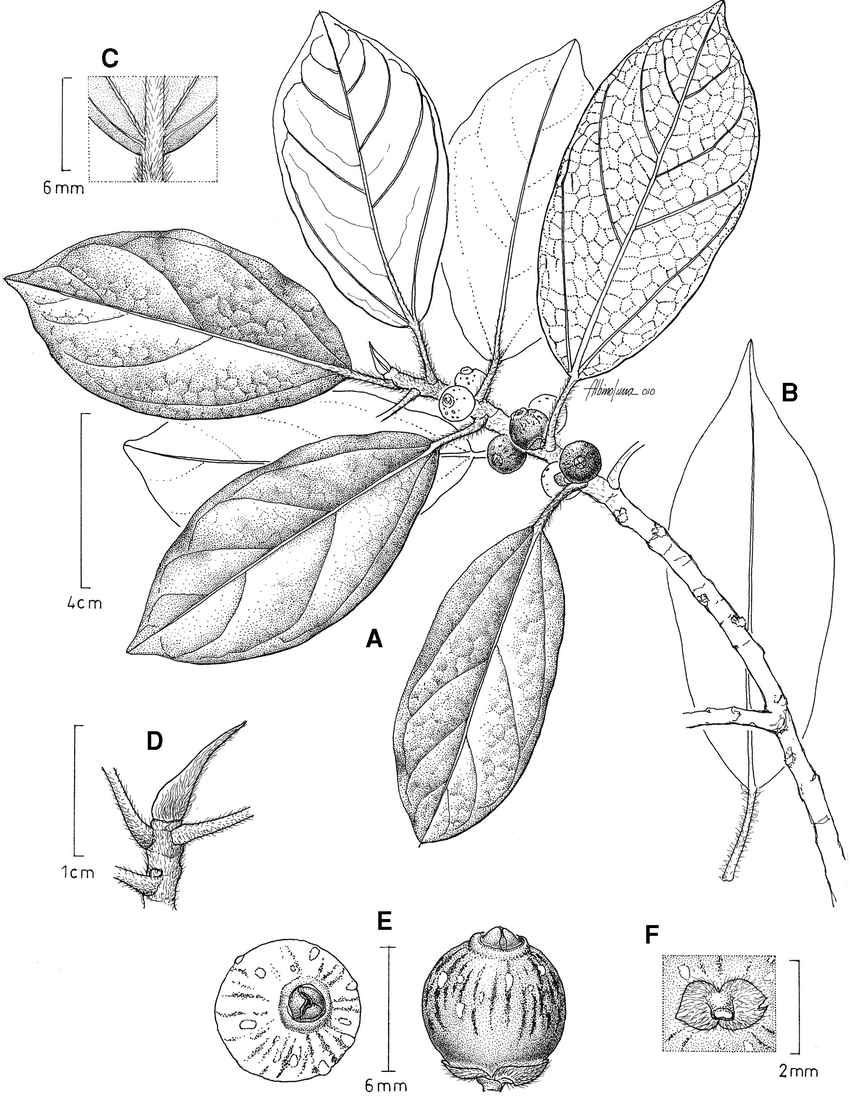 Ficus colubrinae - EcuRed