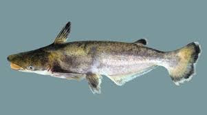 Ageneiosus inermis - EcuRed