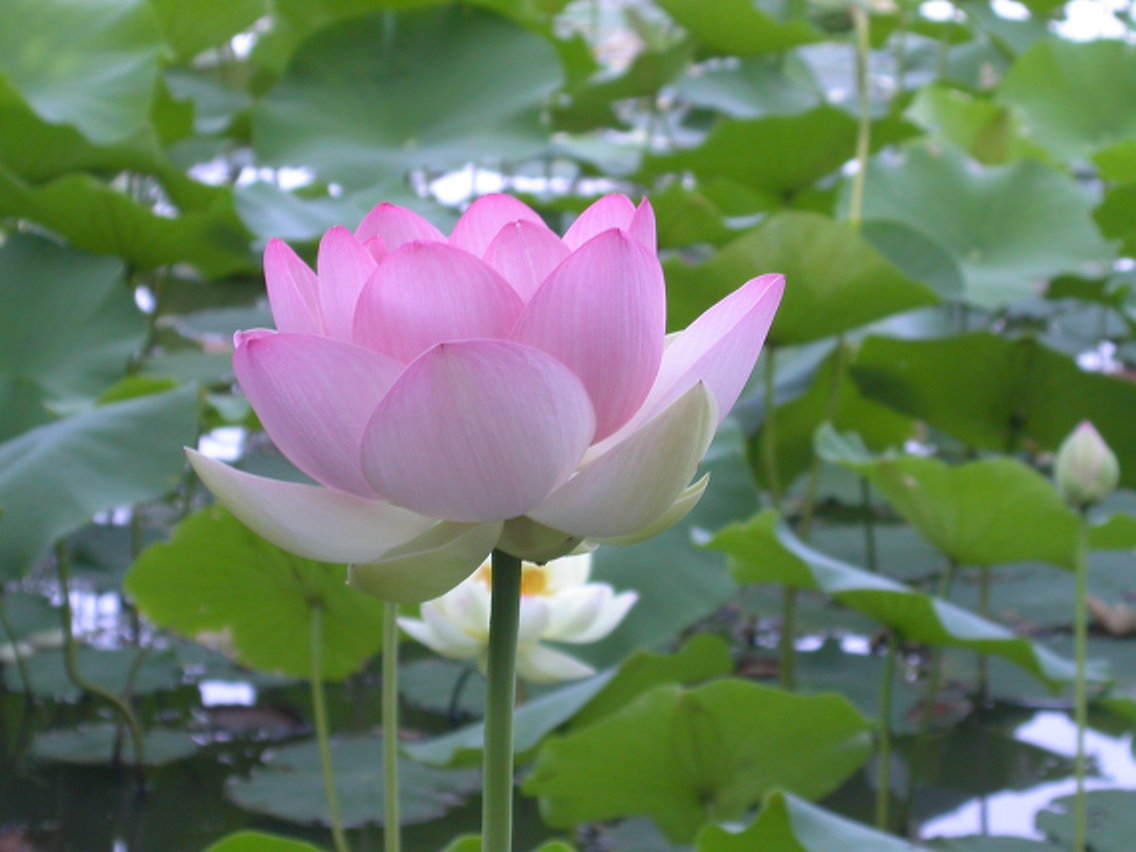 Nelumbo nucifera - EcuRed