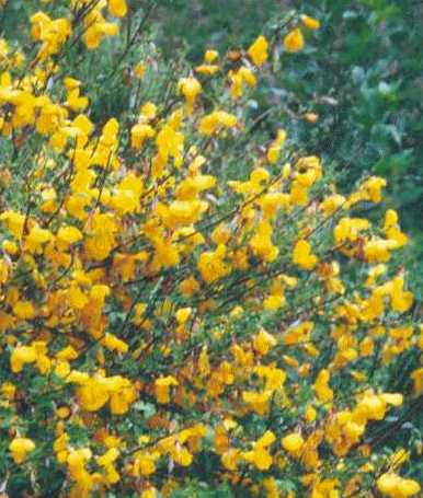 Retama negra - EcuRed