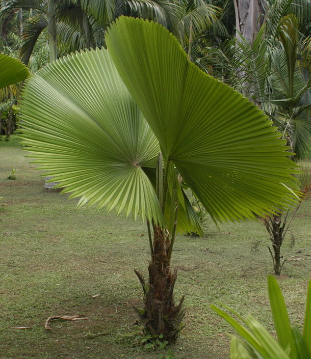 Licuala orbicularis - EcuRed