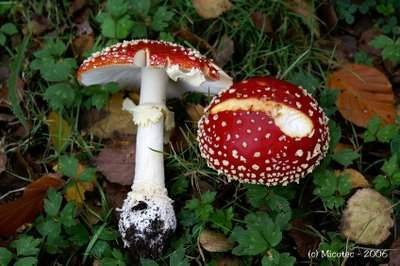 Hongos chilenos - EcuRed