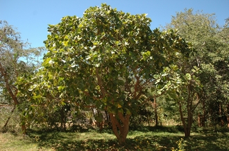 Ficus wakefieldii - EcuRed
