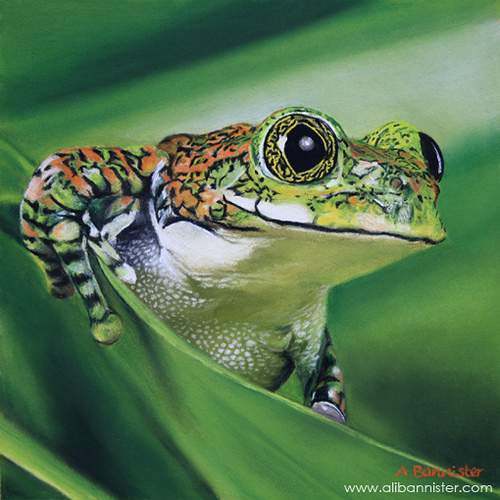 Rana de ojos grandes - EcuRed