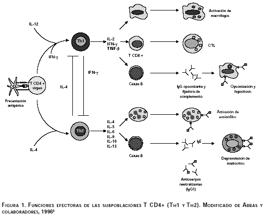 Linfocito T CD4+ - EcuRed