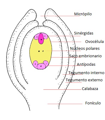 Ovocélula u oósfera - EcuRed