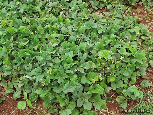 Bejuco peludo - EcuRed