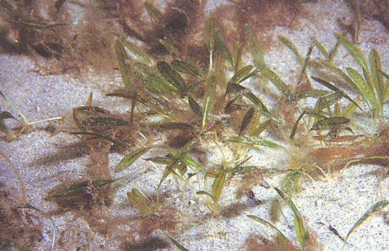 Halophila baillonis - EcuRed