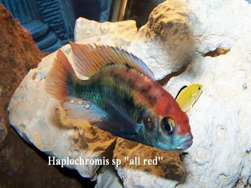 Haplochromis sp. All red - EcuRed