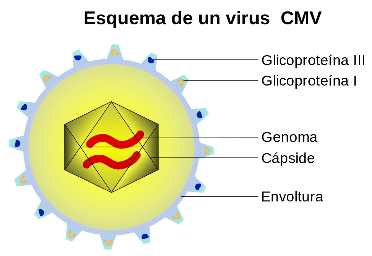 Nucleoclápside - EcuRed