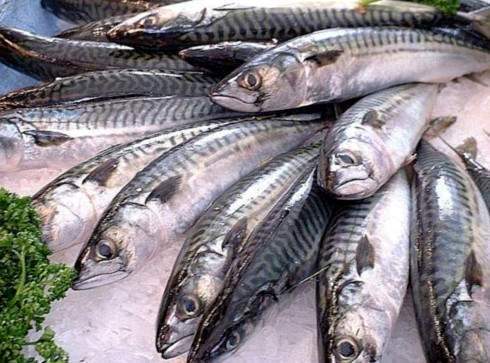 Macarela caballa - EcuRed