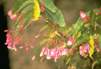 Begoniaceae - EcuRed