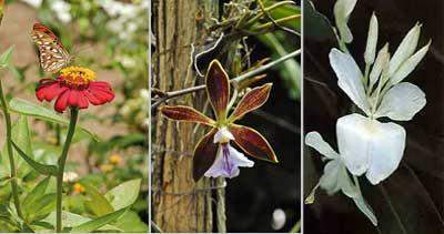 Flora cubana - EcuRed