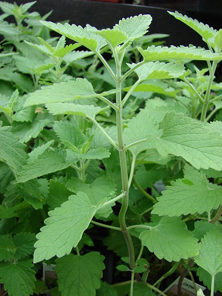 Yerba gatera - EcuRed