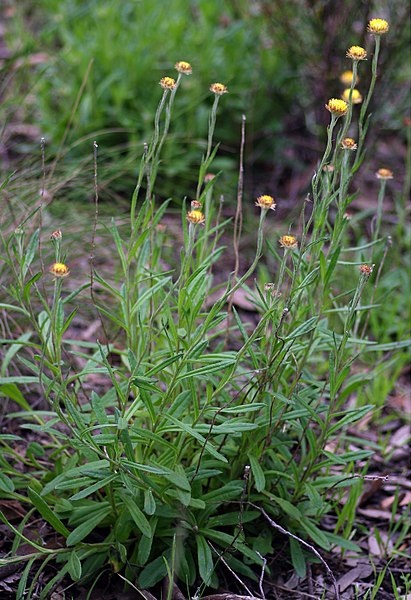 Coronidium scorpioides - EcuRed