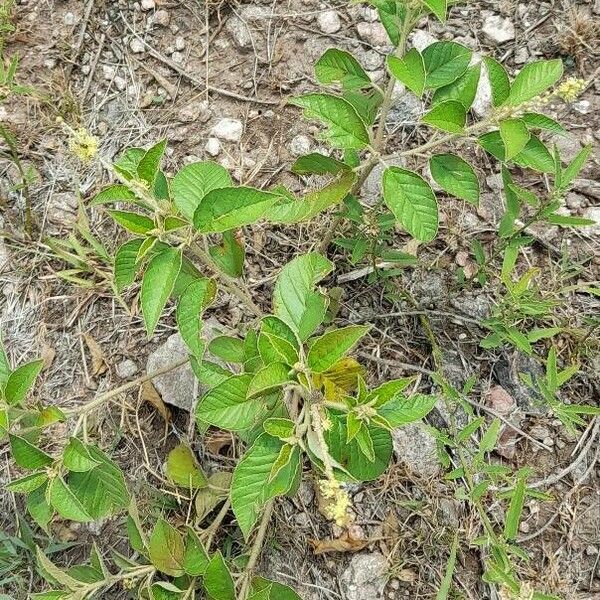 Croton fulvus - EcuRed