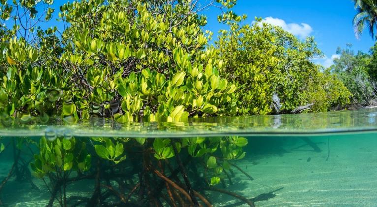Día Internacional de la Defensa del Ecosistema de Manglares - EcuRed