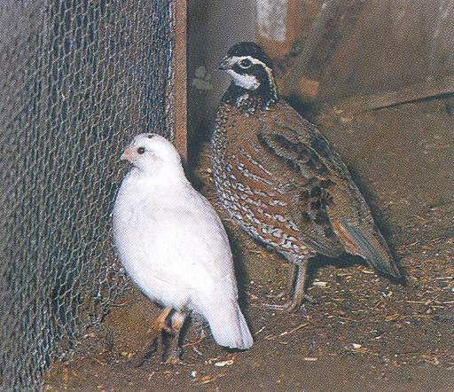 Colinus virginianus - EcuRed