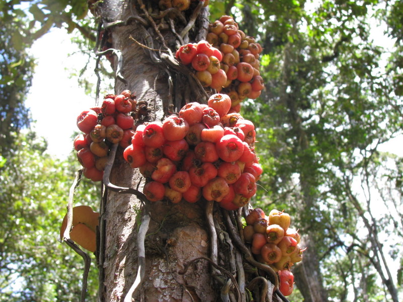 Ficus itoana - EcuRed