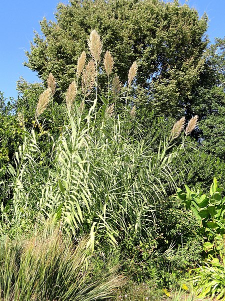 Archivo:Arundo donax 2.JPG - EcuRed