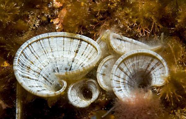 Padina pavonica - EcuRed