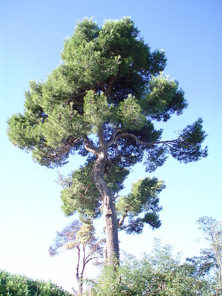 Pinus halepensis - EcuRed