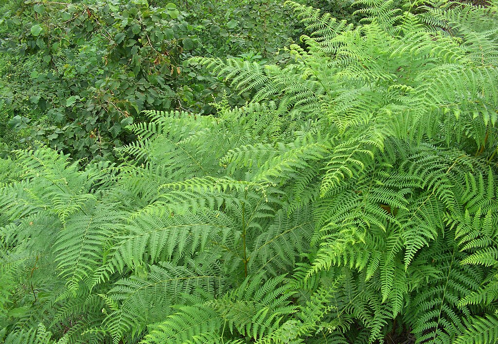 Helecho común - EcuRed