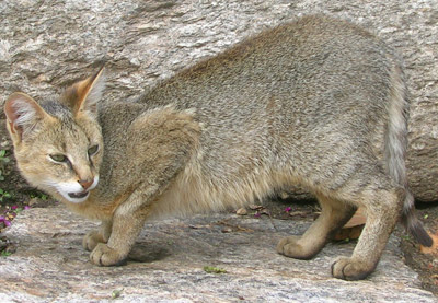 Gato de la jungla - EcuRed