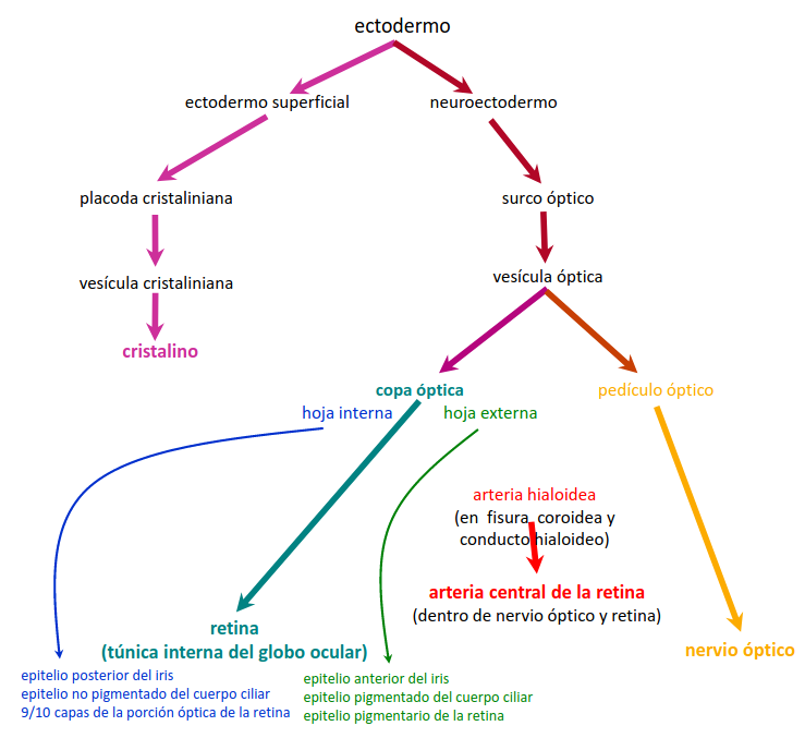 Neuroectodermo - EcuRed