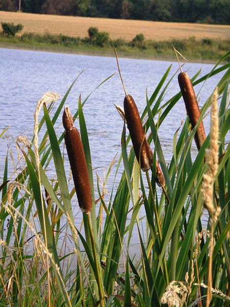 Typha - EcuRed