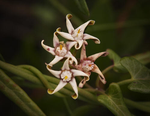 Tweedia birostrata - EcuRed